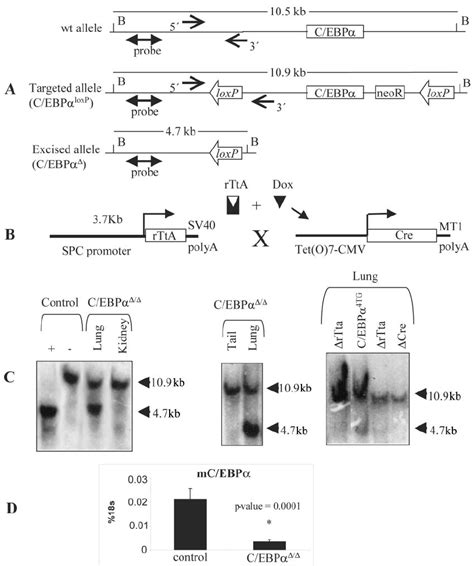 Generation Of Mice With Lung Specific Conditional Deletion Of The