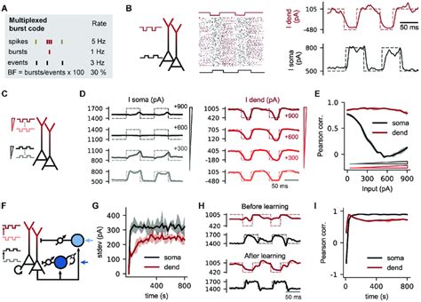 Inhibitory Plasticity Self Organises A Multiplexed Burst Code A