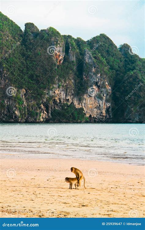 Sex On The Beach Stock Image Image Of Natural Cute 25939647