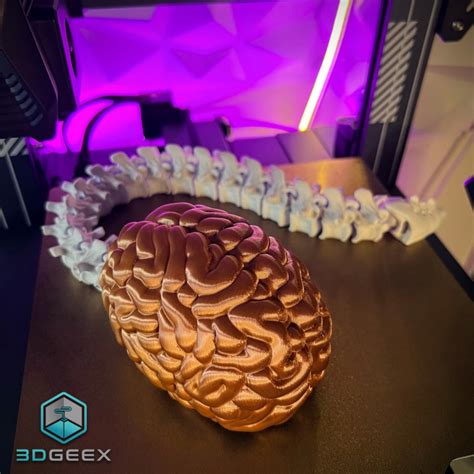 3d printable articulated spine brain by 3dgeex