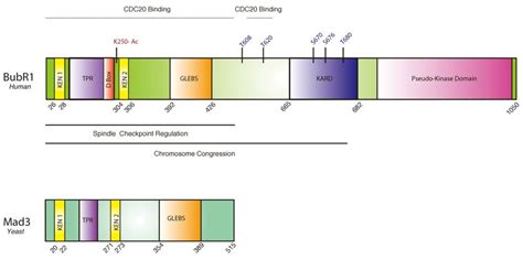 Schematic Illustration Of Human Bubr1 And Its Ortholgue Yeast Mad3