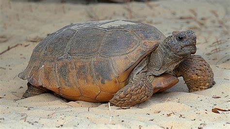 Gopher Tortoise A Keystone Species Of The Us Gulf States Johnny Butterflyseed Gopher Tortoise A Keystone Species Of The Us Gulf States Johnny Butterflyseed