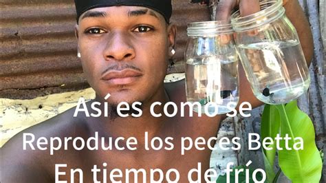 Reproducción De Pece Betta En Tiempo De Frío Youtube