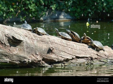 Red Eared Turtles Chrysemys Scripta Basking In The Sun On A Log