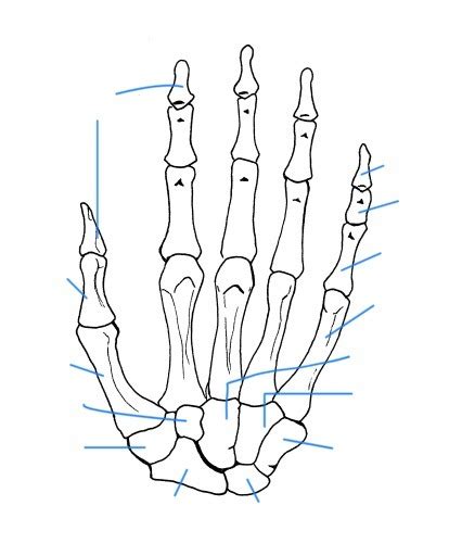 Hand Diagram Quizlet