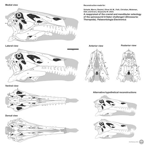 Irritator Skull Reconstruction By Olofmoleman On Deviantart