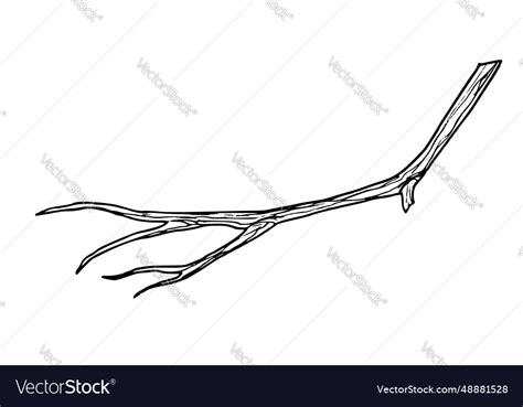 Branch Of Tree Hand Drawn Bare Royalty Free Vector Image