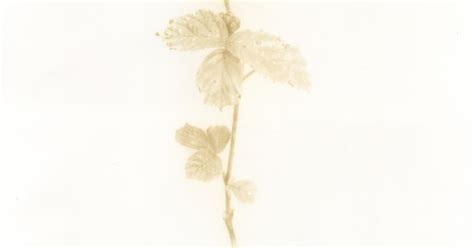 Jenny Smith Edinburgh Printmakers
