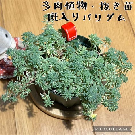 多肉植物 斑入りパリダム 抜き苗 根付き 赤いランドセル メルカリ