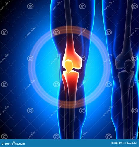 Knee Anatomy Including Ligaments Cartilage And Meniscus Detailed