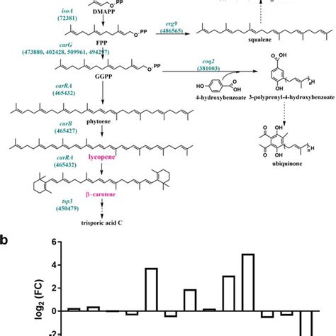 A Schematic Diagram Of The Biosynthetic Pathway And The Branched