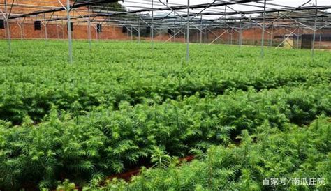 杉木比速生桉好太多了杉木育苗期防除雜草技術 每日頭條