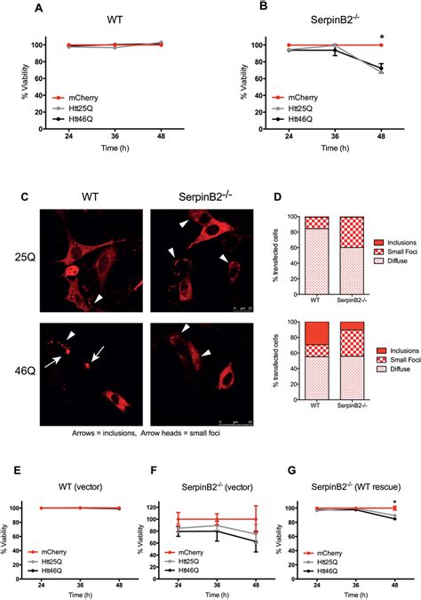 Serpinb2 Protects Cells From Htt Exon1 Polyq Expansion Induced