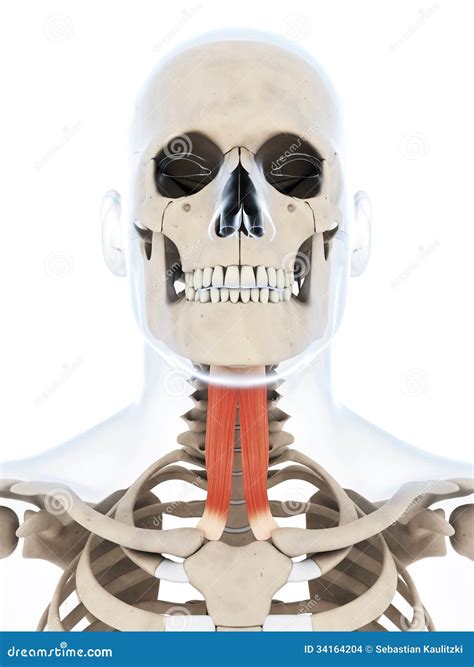 Highlighted Sternocleidomastoid Muscle Stock Illustration Illustration Of Graphic Head 34164204