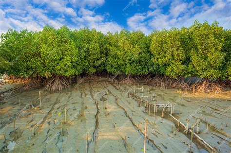 Red Mangrove