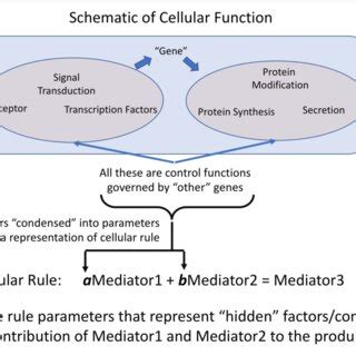 Depiction Of How Representation Of Cellular Behavioral Rules Governing