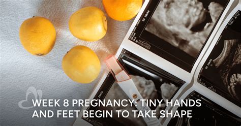 Week 8 Pregnancy: Tiny Hands and Feet Begin to Take Shape | Thomson Medical