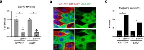 Ecdysone Signaling Induces Dilp8 Expression In The Epidermis A