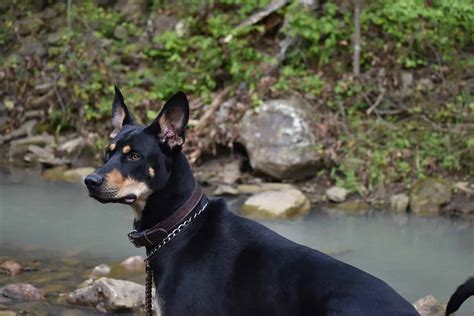 Doberman Husky Mix Portrait Of A Dobsky