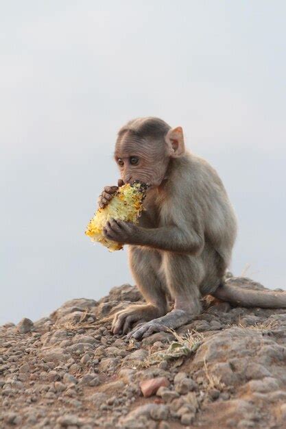 Premium Photo Monkey Eating Corn While Sitting On Field Against Clear Sky
