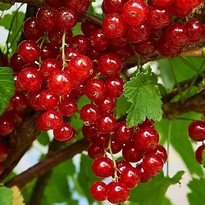 Купить смородину - Саженцы смородины в Минске, доставка по Беларуси