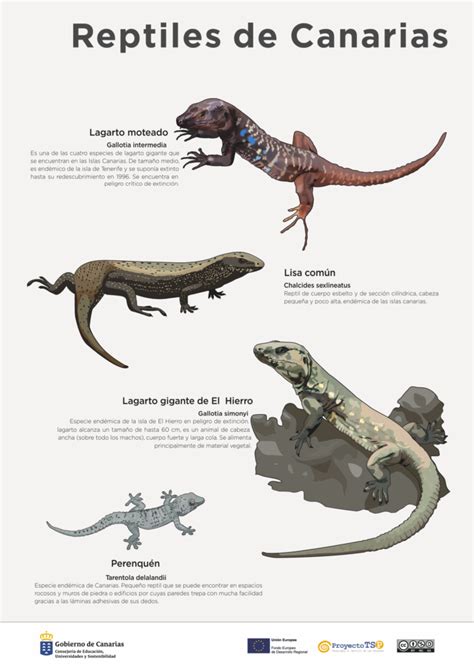 Lámina Reptiles de Canarias Recursos Educativos Abiertos