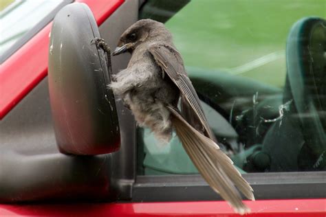 Tips To Stop Birds Attacking Windows