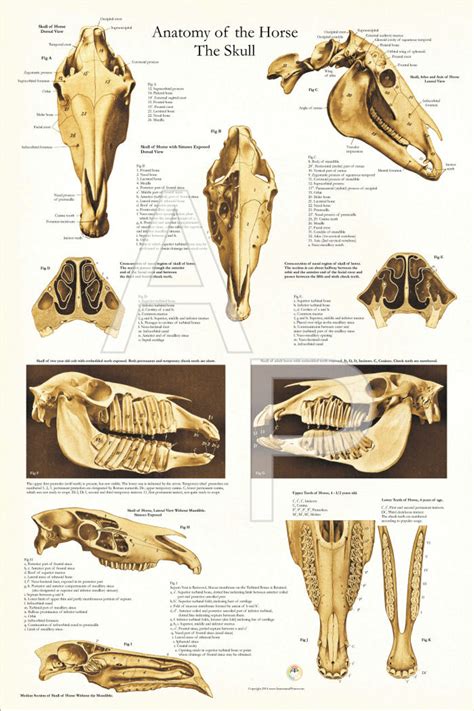 Horse Skull And Dental Poster 24 X 36 Clinical Charts And Supplies