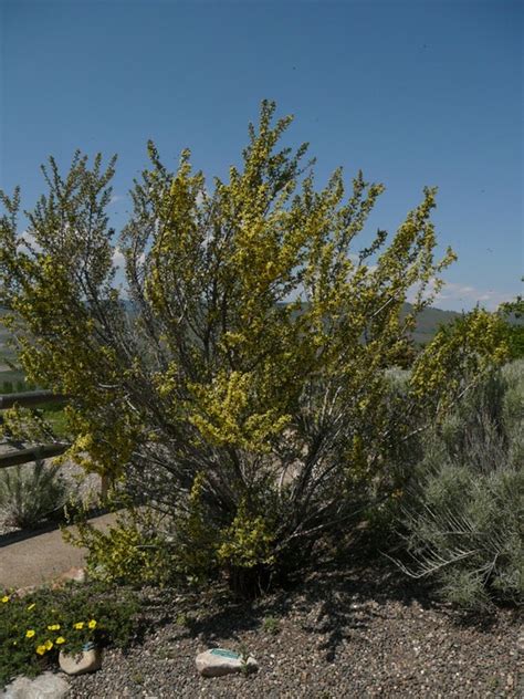 Antelope Brush Okanagan Xeriscape Association