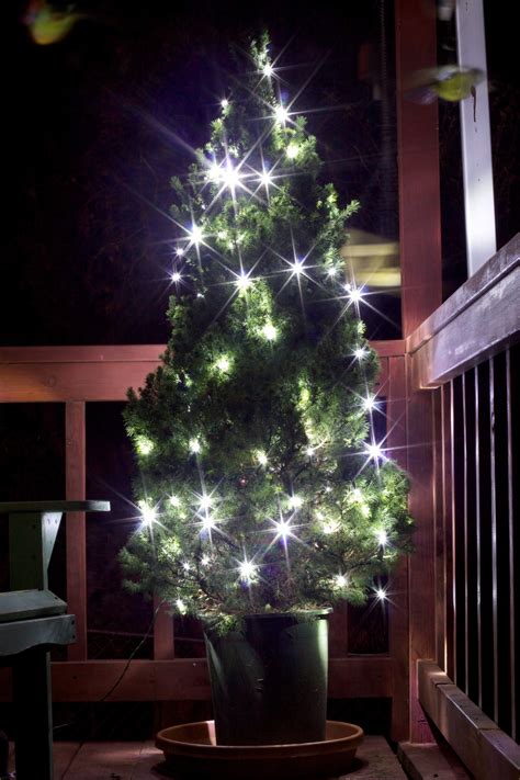 รูปภาพ ต้นไม้ แสง ต้นคริสต์มาส ตกแต่งคริสต์มาส 3168x4752 439246 ภาพ สวย ๆ Pxhere