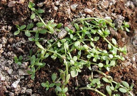アメリカアワゴケ 兵庫県の湿生水生植物