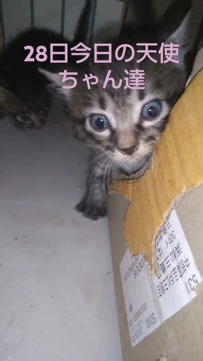ヤンチャになって来ました ️shorts赤ちゃんよちよち猫猫散歩 Youtube