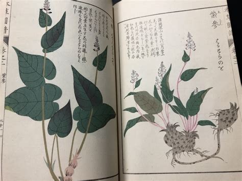 7691草花 絵入絵本 彩色木版画2 本草図譜 山草部 岩崎灌園 大正時代物 木版版画 植物画譜図案 和本浮世絵古書古文書骨董古美術i中国漢方