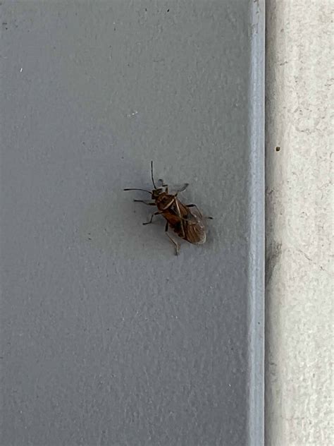 Elm Seed Bug Extermination Service A1 Exterminators