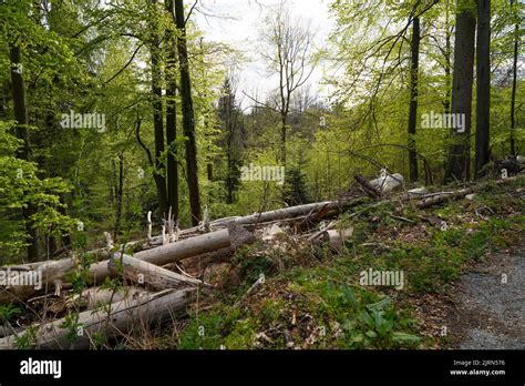 Landscape Photos Of German Forest Photographed In Bavaria Nature Park