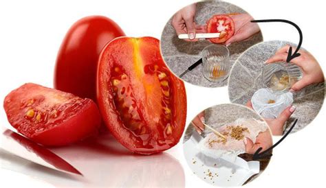 Томат Ультраскороспелый. Описание сорта, фото, отзывы, характеристика