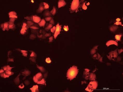 Oricell®mcf 7 With Rfp 价格 厂家 科研试剂 Oricell品牌 赛业（广州）生物科技