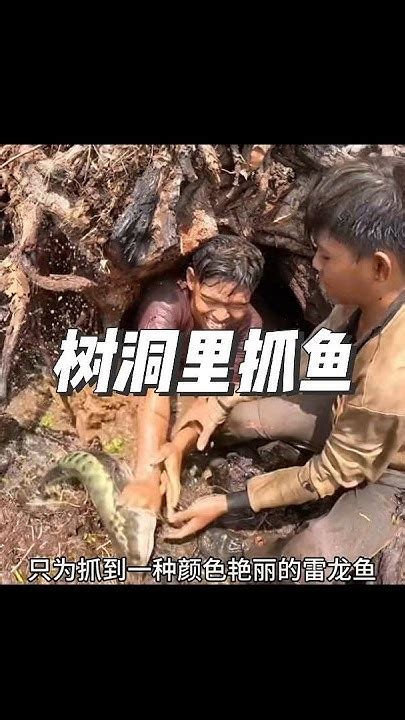 漁民冒著被毒蛇咬傷的風險鑽進樹洞裡抓魚，太拼了戶外抓魚解壓雷龍魚熱帶雨林 Youtube