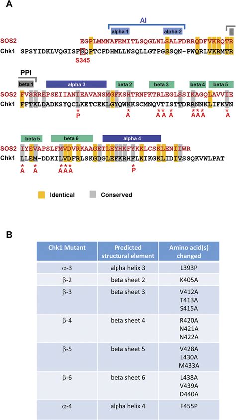 Comparison Of The C Terminal Regulatory Domains Of Chk1 And Sos2 A Download Scientific