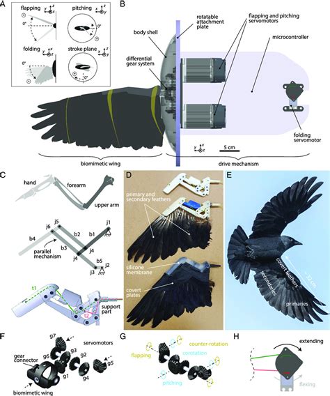 Robotic Avian Wing Explains Aerodynamic Advantages Of Wing Folding And Stroke Tilting In