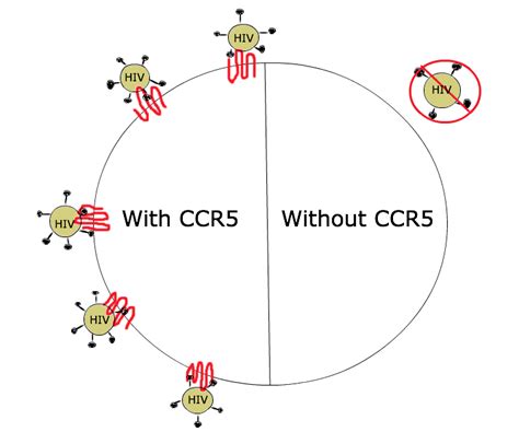 Part I Types Of Mutations Chromosomes Genes And Traits An