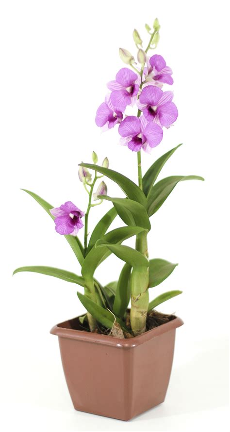Ecoflora | Denphal