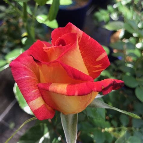 Rosa In Vaso Caribia Vendita Piante Online