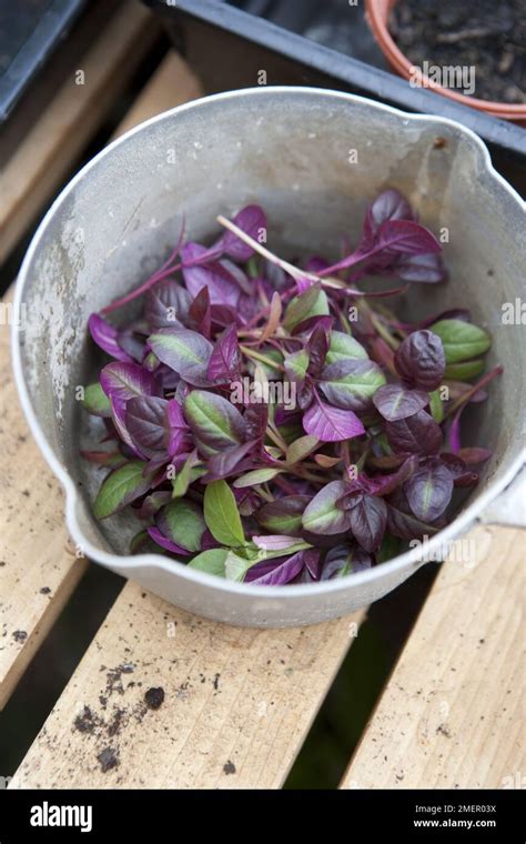 Microgreens Amaranthus Amaranth Seedlings Harvested Into Pot Stock