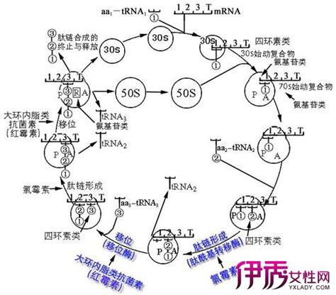 抗生素是否只有抑菌和杀菌作用 抗生素如何抑菌或杀菌
