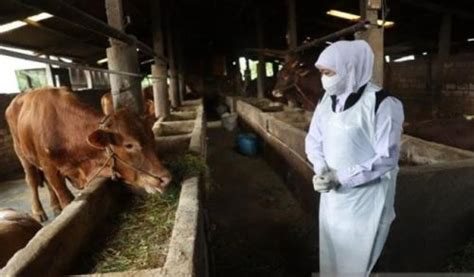 Bos Bulog Sebut Pemerintah Tak Akan Biarkan Penyakit Mulut Dan Kuku Meluas