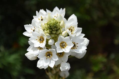 400 000 Free Sampaguita Flower And Flower Images Pixabay