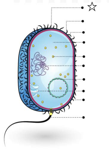 Microbes And Building A Bacterial Cell Flashcards Quizlet