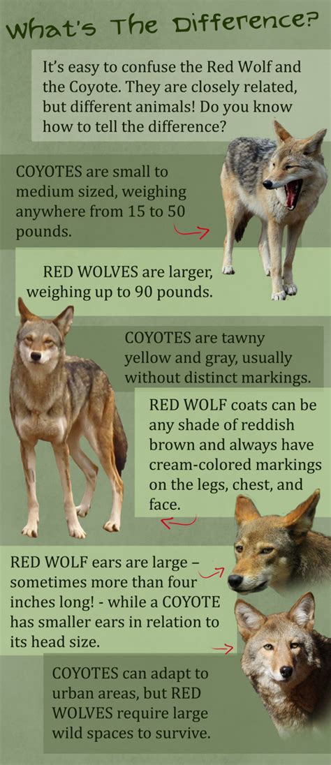 Wolf Coyote Difference