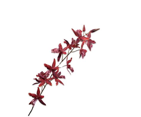 Oncidium Stem Pink 109 Cm